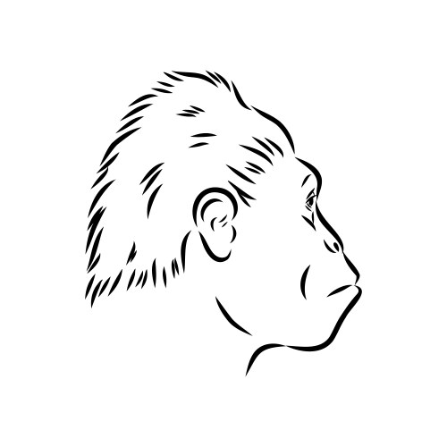 Australopithecus sketch graphic Royalty Free Vector Image