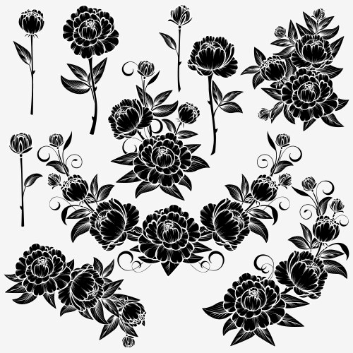 Branch of roses Royalty Free Vector Image - VectorStock
