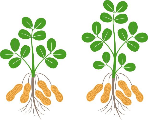 Logo for peanut nuts Royalty Free Vector Image