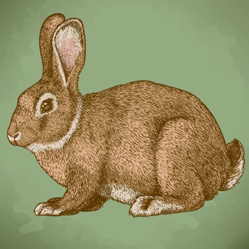 Rabbit Vector Images (over 200,000)
