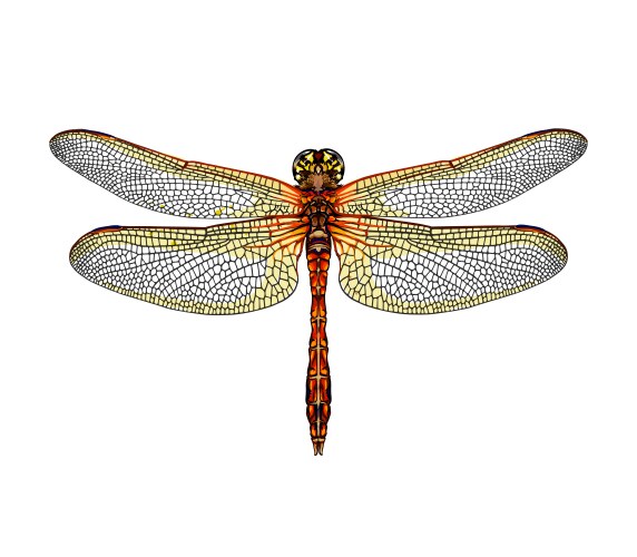 Dragonfly Vector Images (over 19,000)