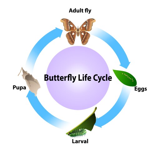 Butterfly Life Cycle Vector Images (over 940)