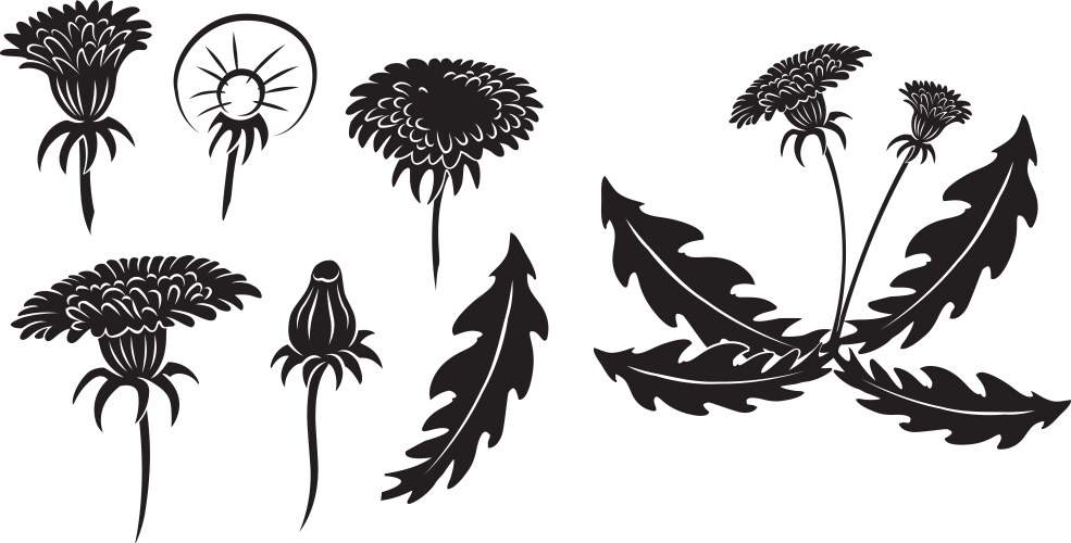 Dandelion Vector Images (over 14,000)