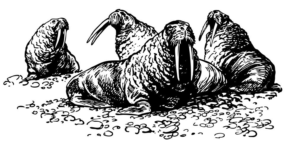 Walrus Vector Images (over 3,600)