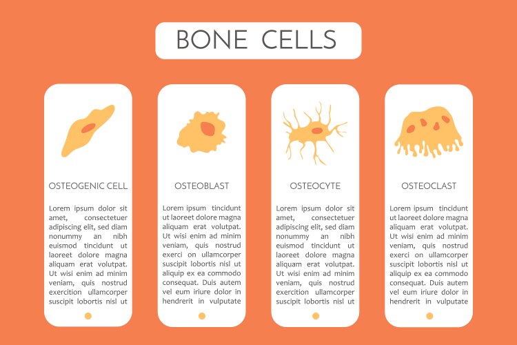 Human angle alignment neck bone Royalty Free Vector Image