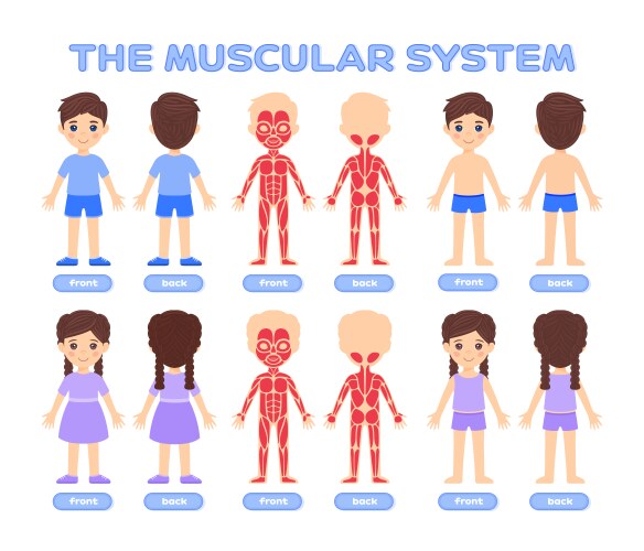 Cartoon poster with a human body system Royalty Free Vector
