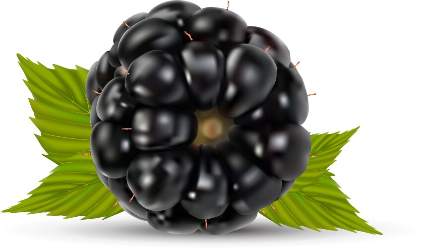 Blackberry Vector Images (over 13,000)