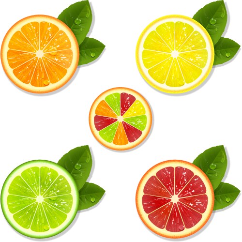 Citrus Fruit Vector Images (over 88,000)