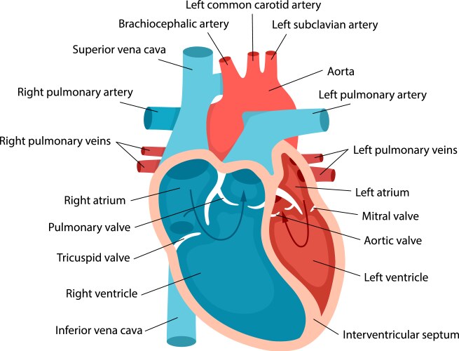 Human Heart Anatomy Diagram - Chambers & Labels – Royalty-Free Vector ...