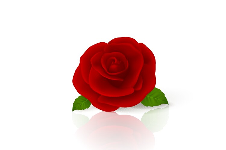 Realistic red rose high quality Royalty Free Vector Image