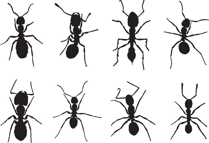 Smiling Ants Royalty Free Vector Image Vectorstock