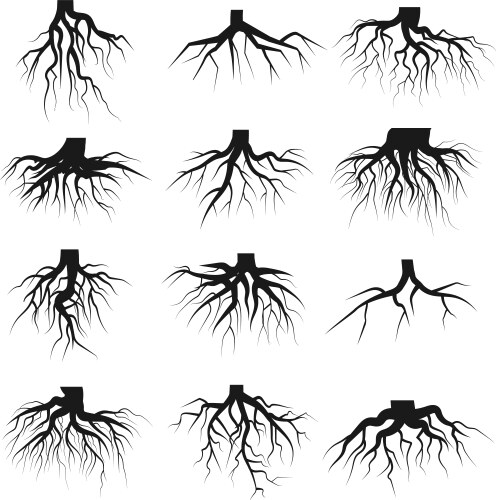 Set tree roots outline plant Royalty Free Vector Image