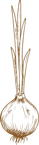 Isolated red onion cartoon Royalty Free Vector Image