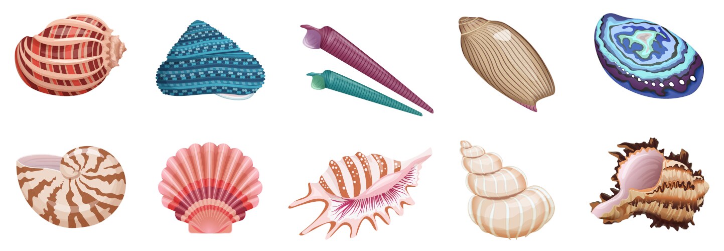 Seashells set Royalty Free Vector Image - VectorStock