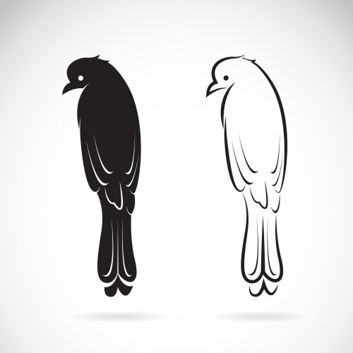 Detailed drawing of a bird colored and outlined Vector Image