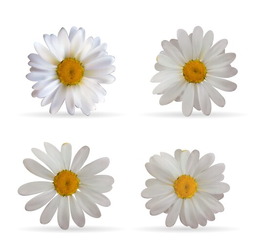 Chamomile Royalty Free Vector Image - VectorStock