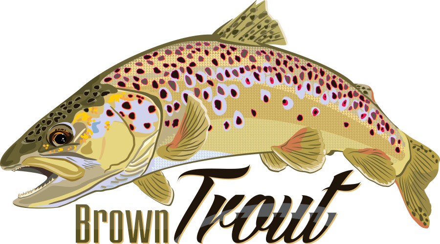 Trout Vector Images (over 13,000)