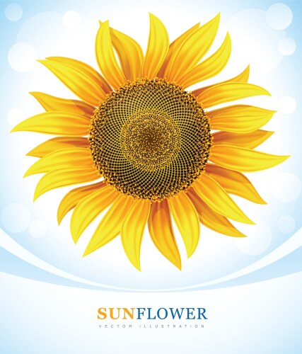Sunflower Vector Images (over 53,000)