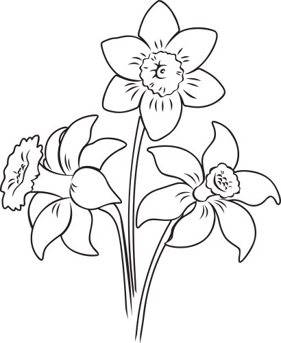 Poets daffodil or narcissus nargis pheasant s Vector Image