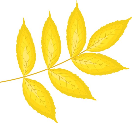 Ash-tree leaf Royalty Free Vector Image - VectorStock