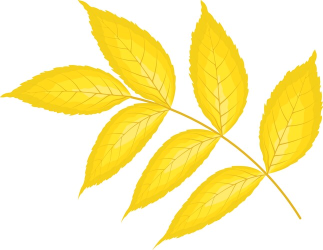 Ash-tree leaf Royalty Free Vector Image - VectorStock