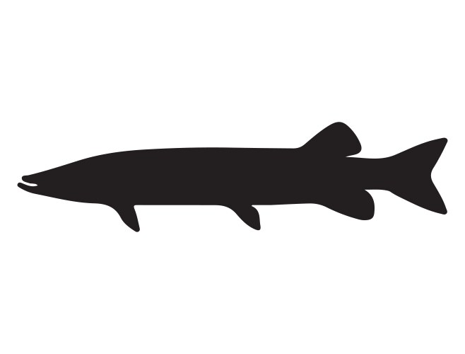 Muskellunge Vector Images (69)
