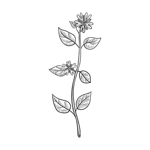 Chickweed Plant Drawing Royalty Free Vector Image