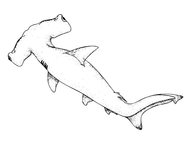Hammerhead Outline Vector Images (over 170)