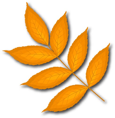 Ash-tree leaf Royalty Free Vector Image - VectorStock