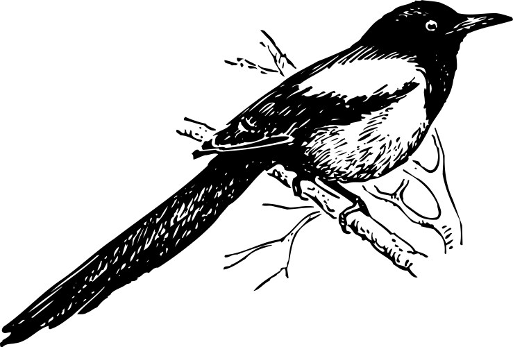 Magpie Vector Images (over 1,500)