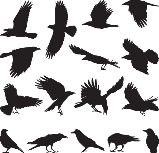 Crow Vector Images (over 16,000)