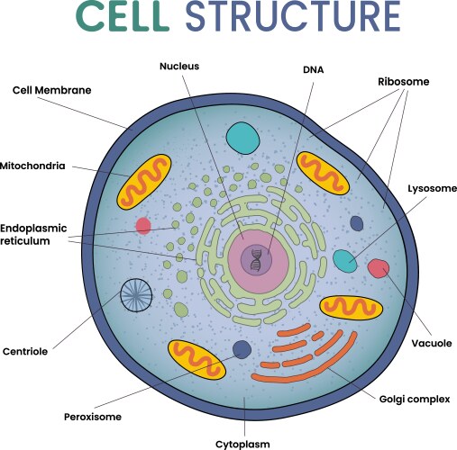 Cell Membrane Vector Images (over 2,200)