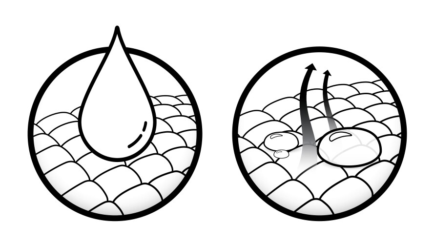 Absorbency Royalty Free Vector Image - VectorStock