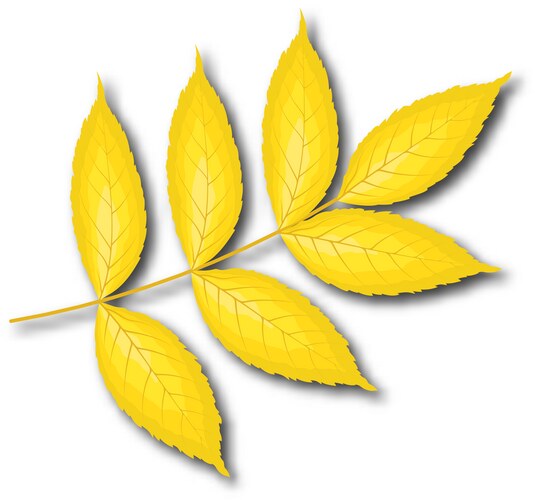 Ash-tree leaf Royalty Free Vector Image - VectorStock