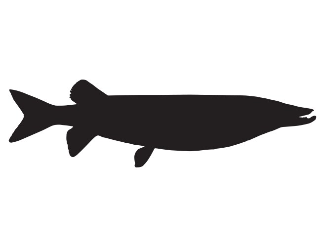 Muskie Vector Images (over 150)