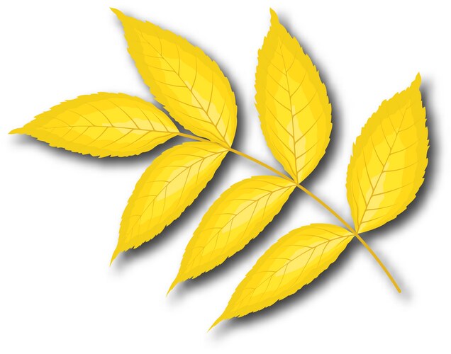 Ash-tree leaf Royalty Free Vector Image - VectorStock