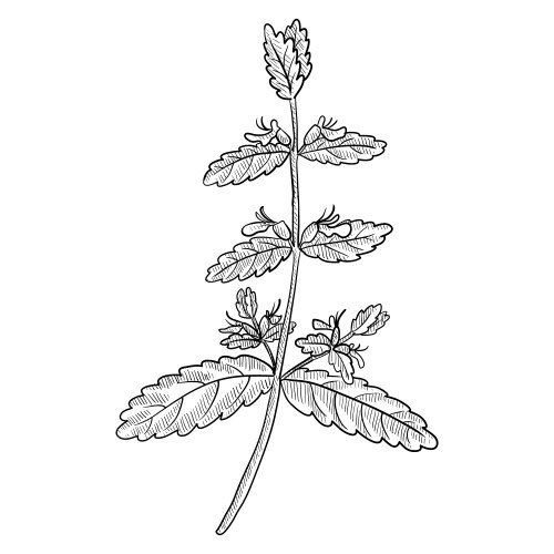 Water caltrop trapa natans edible and medicinal Vector Image