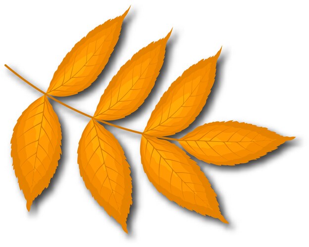 Botanic green ash leaf and the seeds Royalty Free Vector