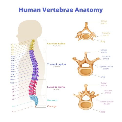 Spine anatomy realistic chart Royalty Free Vector Image