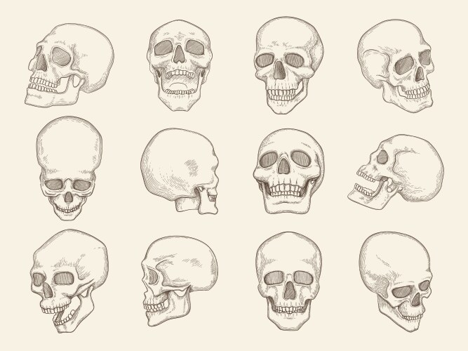 Human anatomy Royalty Free Vector Image - VectorStock