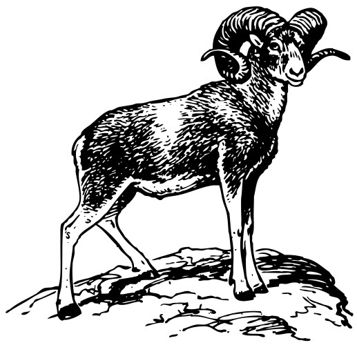 Jumping urial character as wild mountain sheep Vector Image