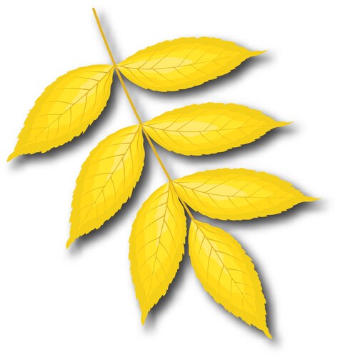 Ash-tree leaf Royalty Free Vector Image - VectorStock