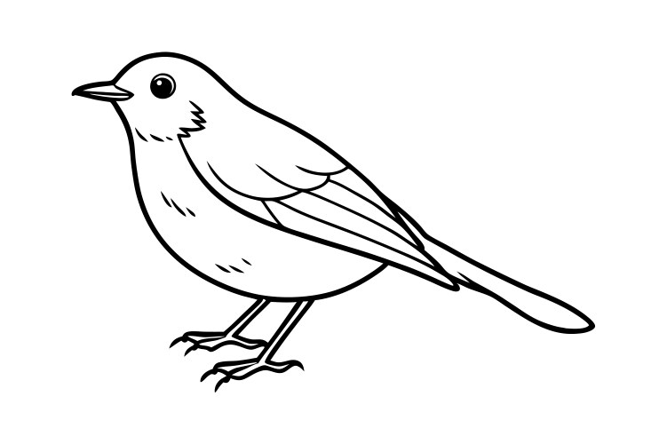 Robin Line Drawing Vector Images (over 550)