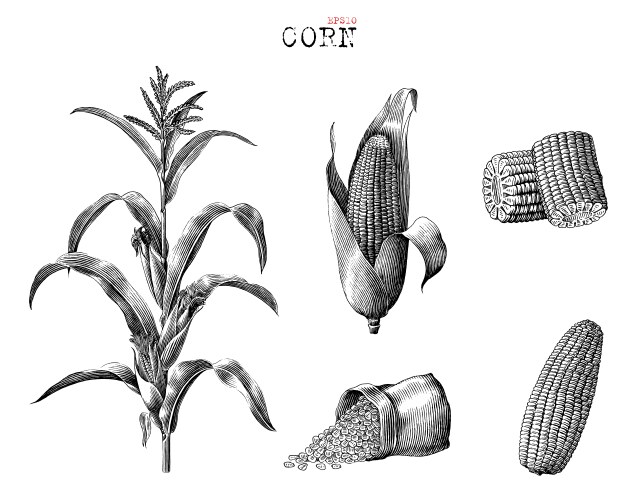 Corn Maize Drawing Vector Images (over 1,000)