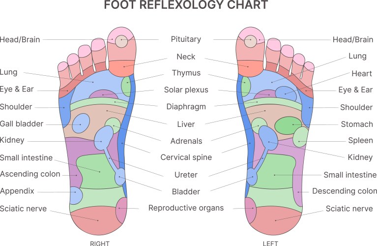 Foot Reflexology Vector Images (over 2,200)