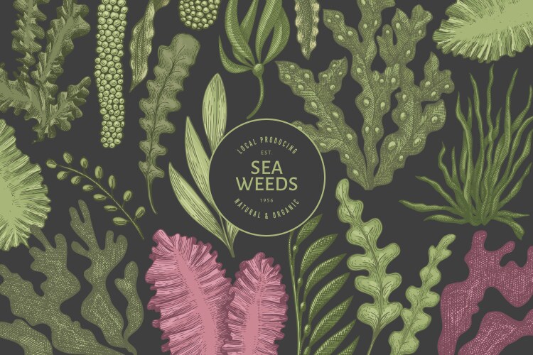 Seaweed design template hand drawn seaweeds Vector Image