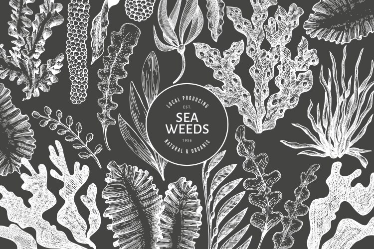 Handdrawn seaweed drawings Royalty Free Vector Image