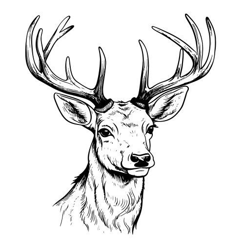 Outline portrait male red deer hart or stag Vector Image