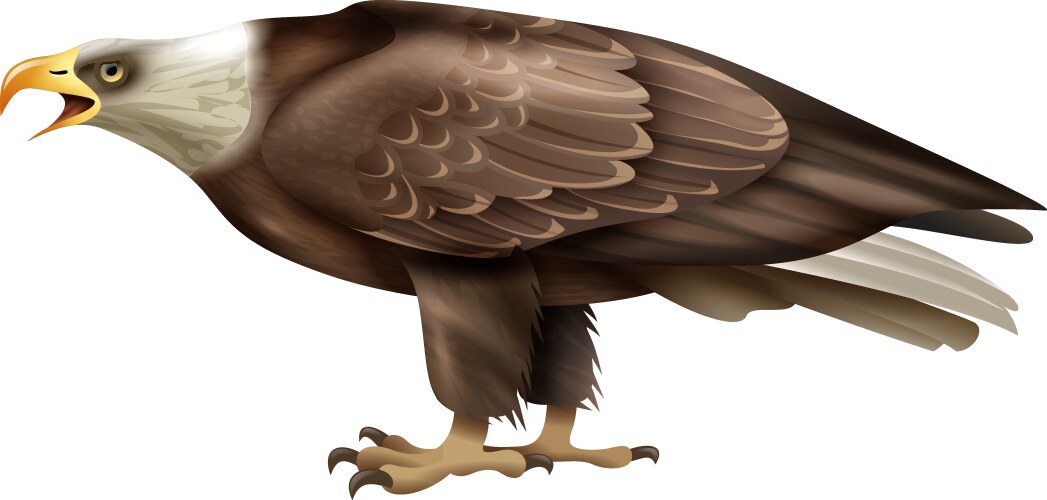 Wild Eagle On White Background Royalty Free Vector Image