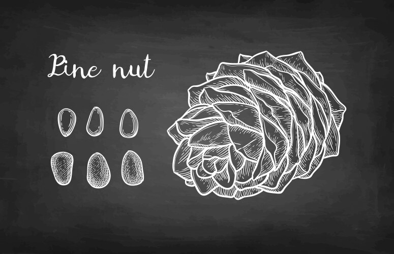Chalk sketch pine nut Royalty Free Vector Image